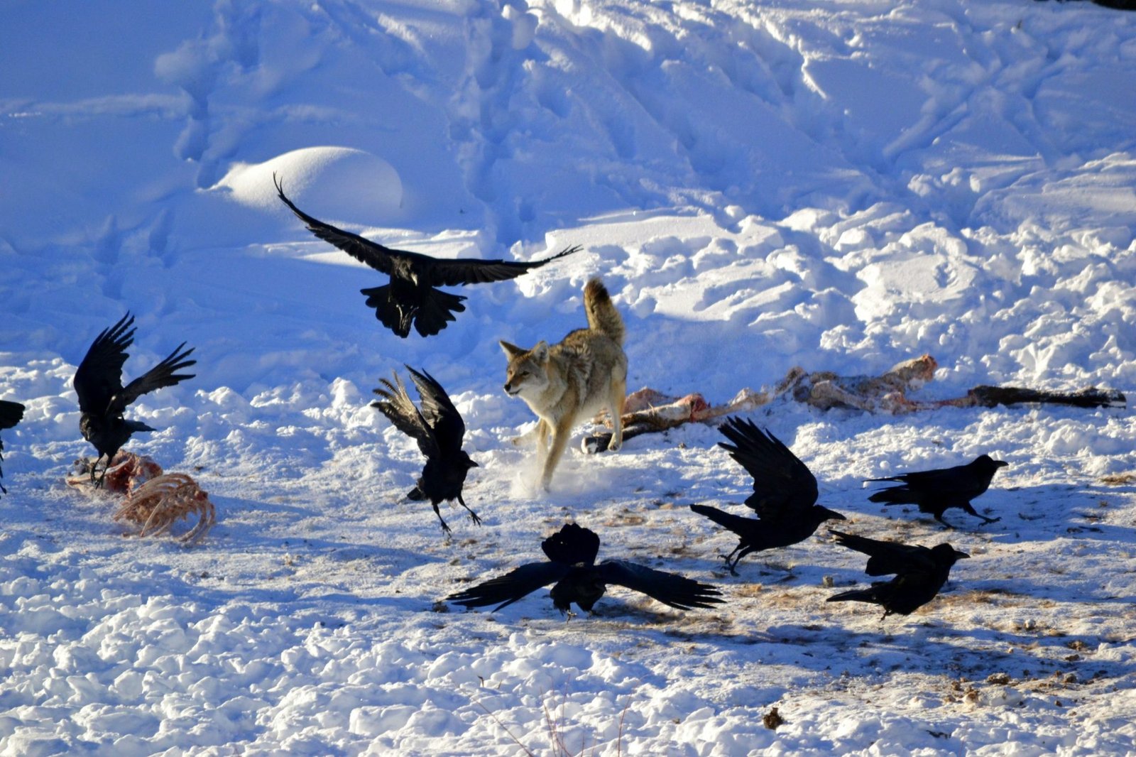 An Alaska airport has a bird problem. But a robot disguised as a coyote ...