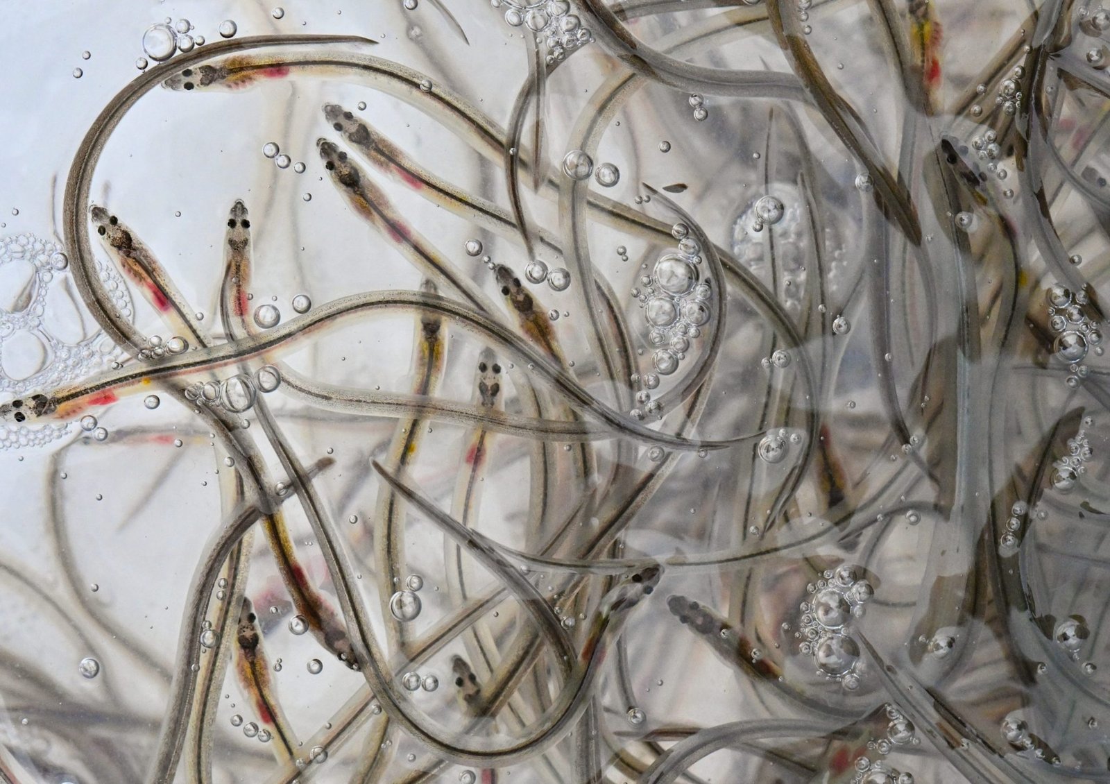 Most valuable fish in U.S. are wriggly, weigh only a few grams, and ...